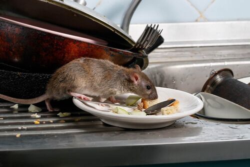 Rodent Control | Rat Exterminators Miami – U bug me Pest Control